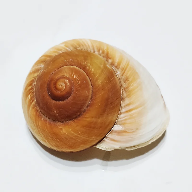 Concha De Caracol Rota Rara Gran Caracola Natural Shofar Concha De
