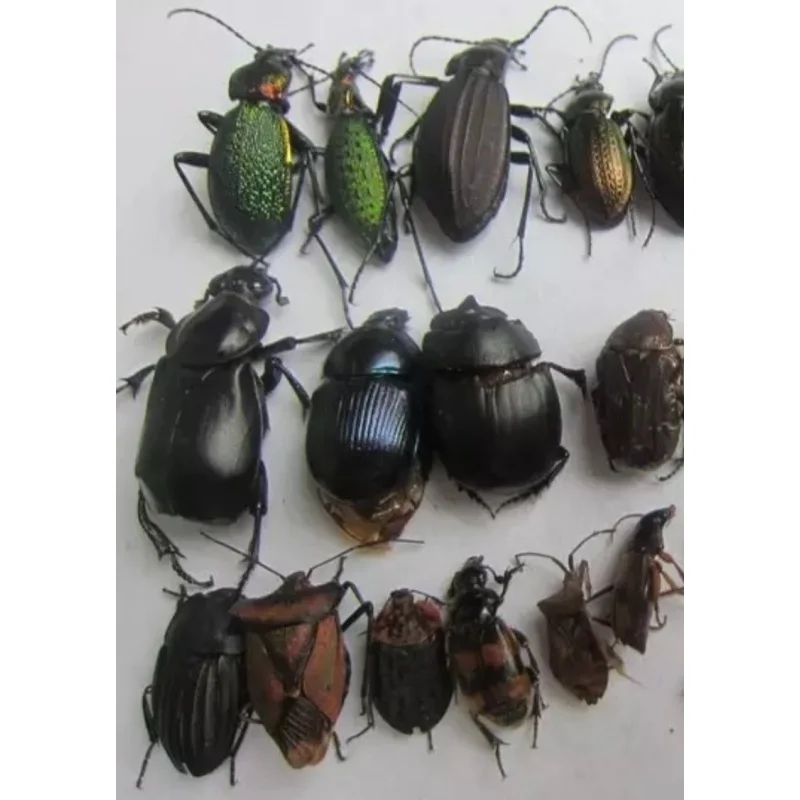 Real-insect-specimen-Dragonfly-step-armour-spade-armour-spider-bee ...