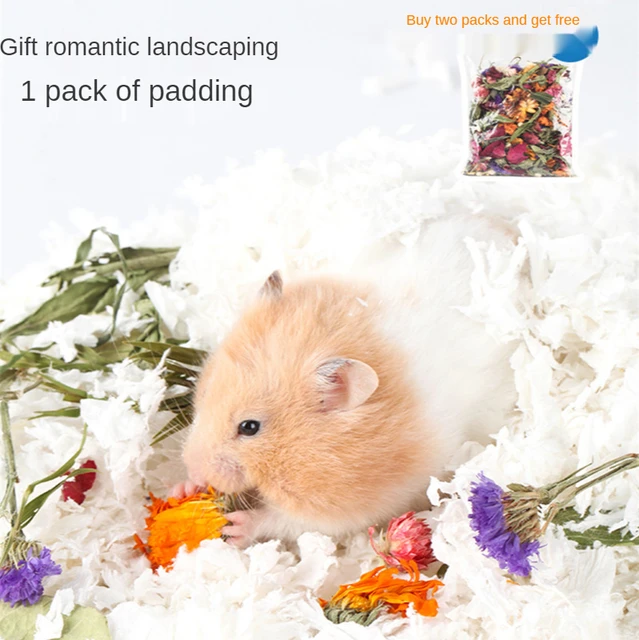 Golden Teddy Bear Hamster