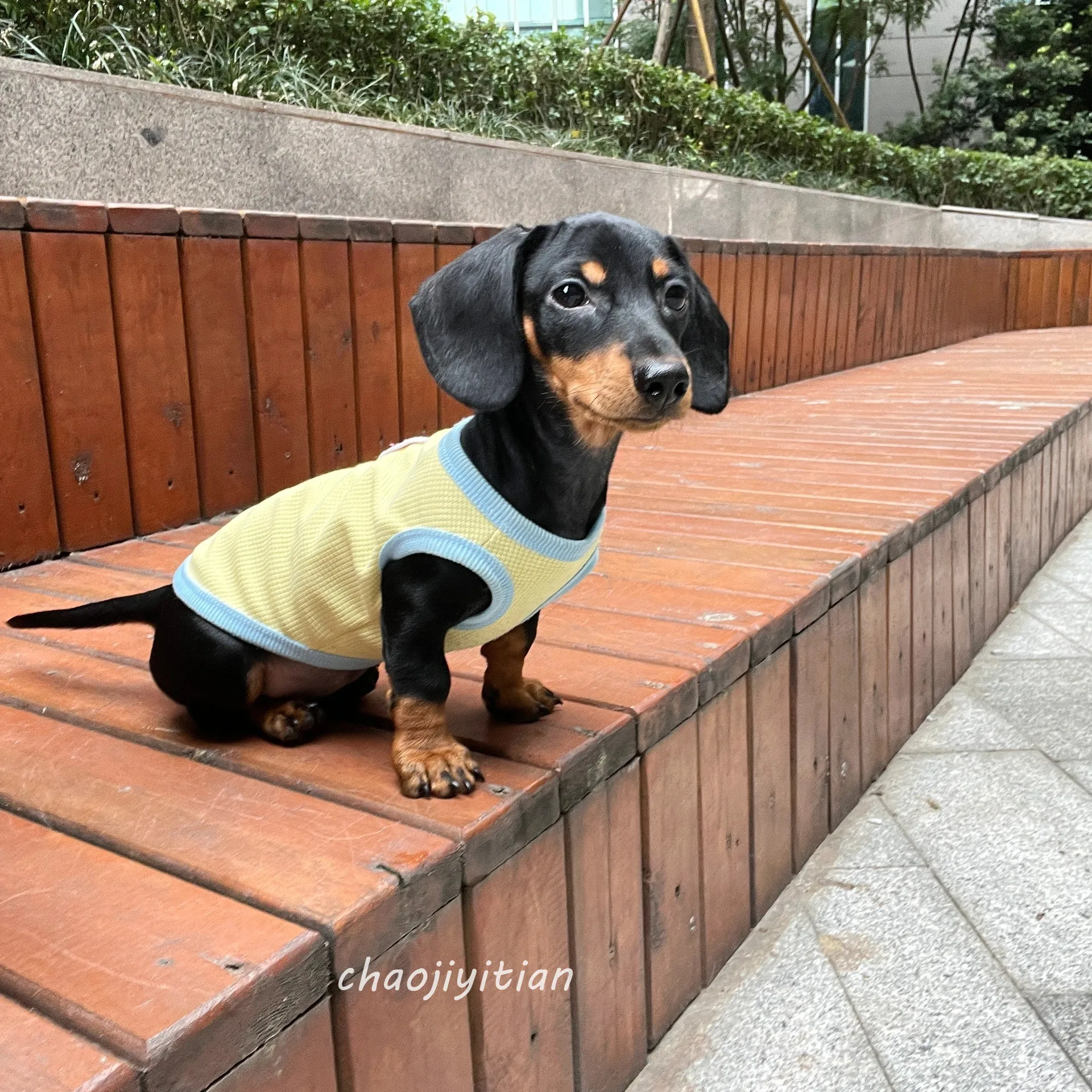 Summer Dog Clothes For Small Dachshund French Bulldog Spring Pet ...