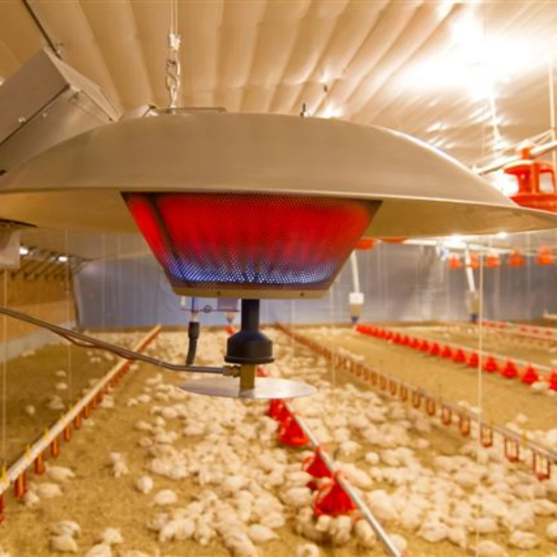 Poultry-Farm-Chick-House-Infrared-Gas-Heater-Brooder-for-Sale.jpg