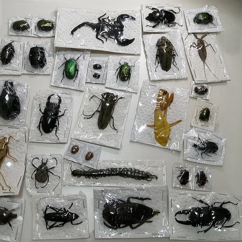 Real insect Dragonfly spade beetle golden turtle incomplete protozoa ...