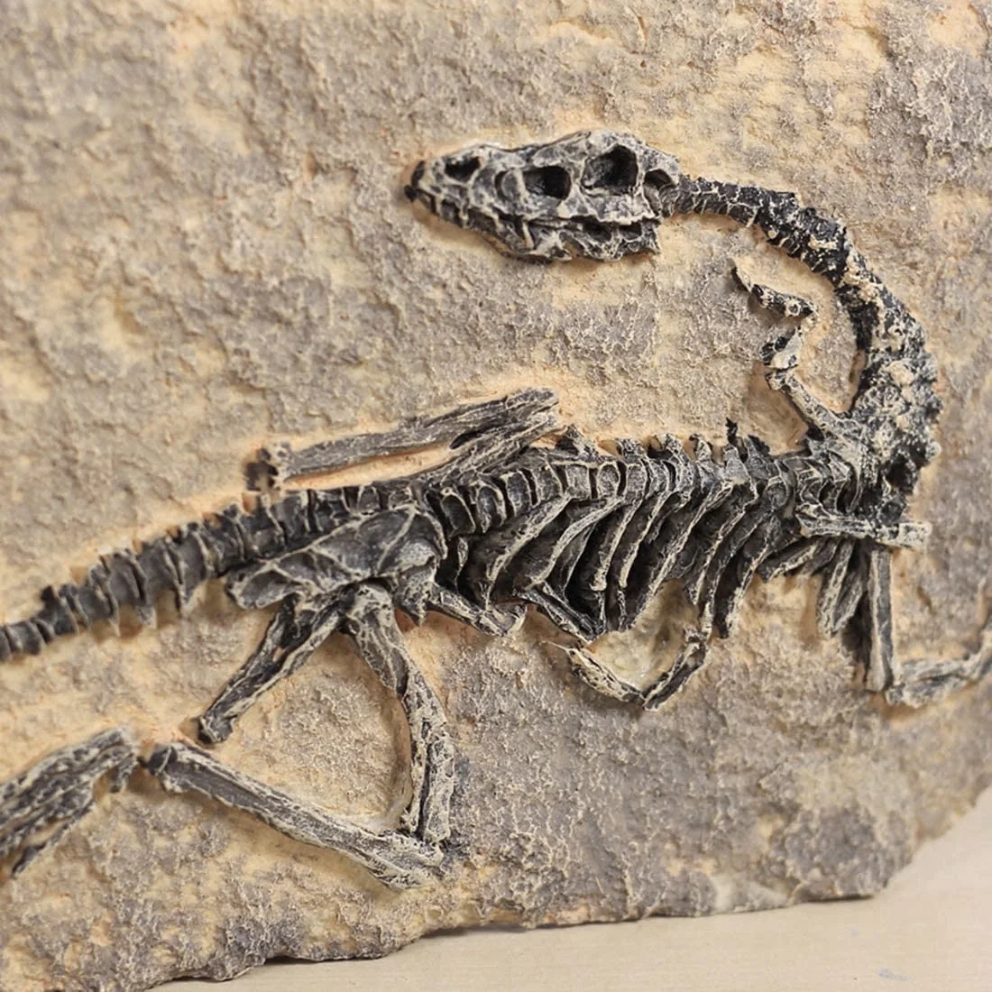 Dinosaur Fossil Skull
