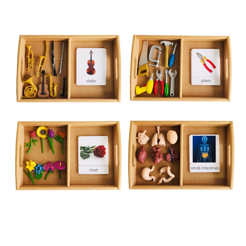 Montessori-Language-Materials-Models-of-Human-Ogran-Handware-Tool ...