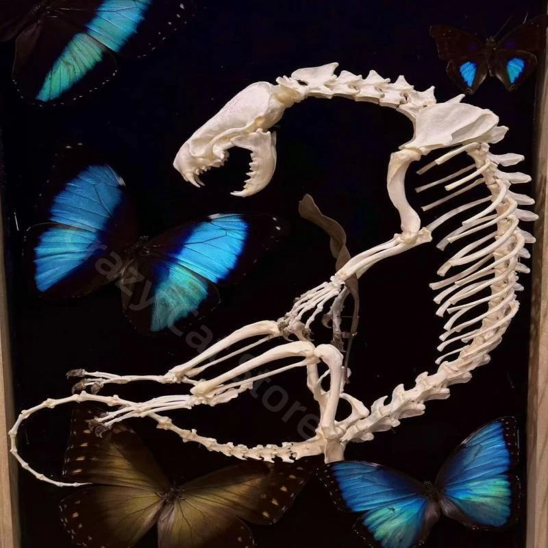 1Set Real Mink Skeletal Specimens, Taxidermy Collection Research ...