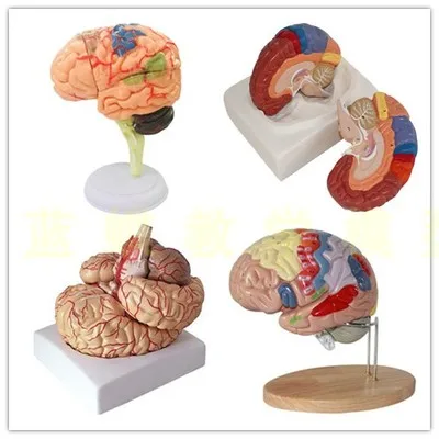Brain Cortex Partition Model Of Human Brain Organs Nervous System ...