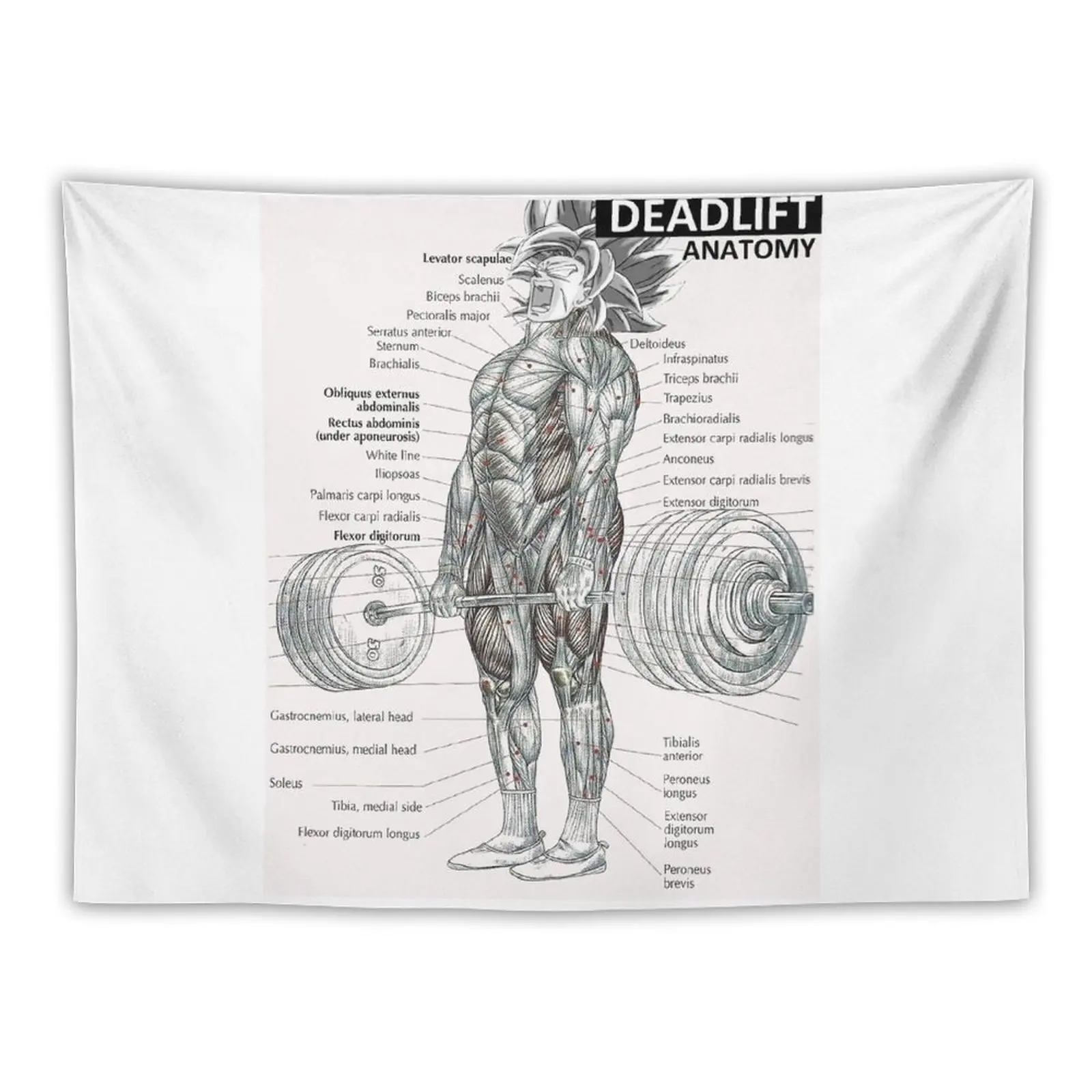 Deadlift Muscles Worked Diagram