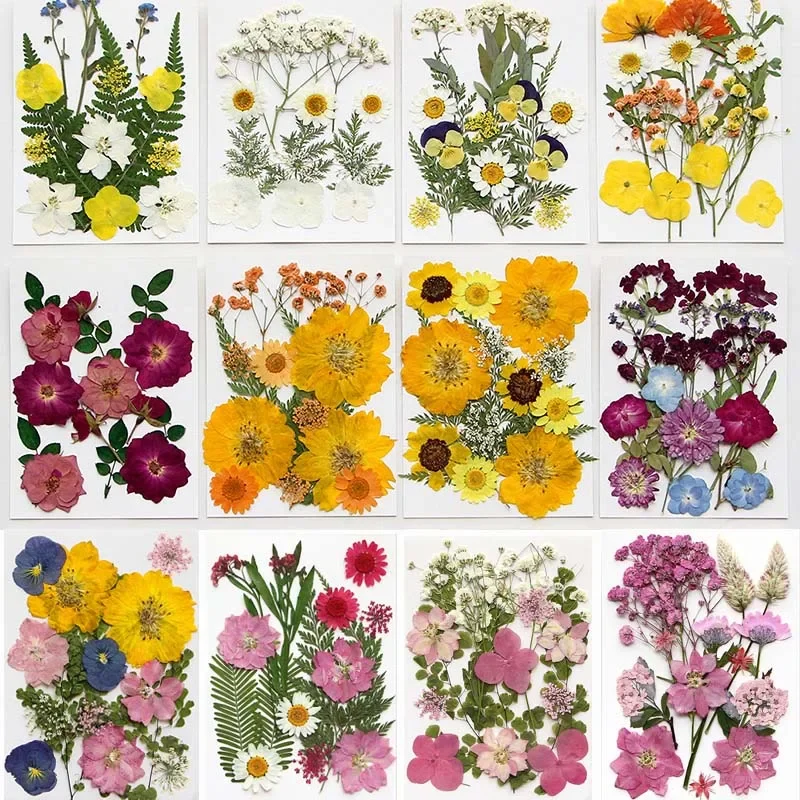 15PCS-Bag-Dried-Natural-Plant-Pressed-Flowers-Leaf-Combination-Material ...