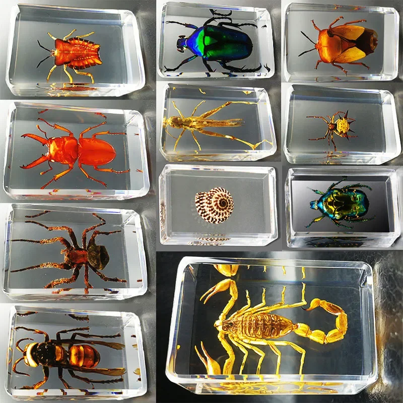 Cuboid-Resin-Insect-Specimen-Decoration-Crafts-Teaching-Model-Desk ...