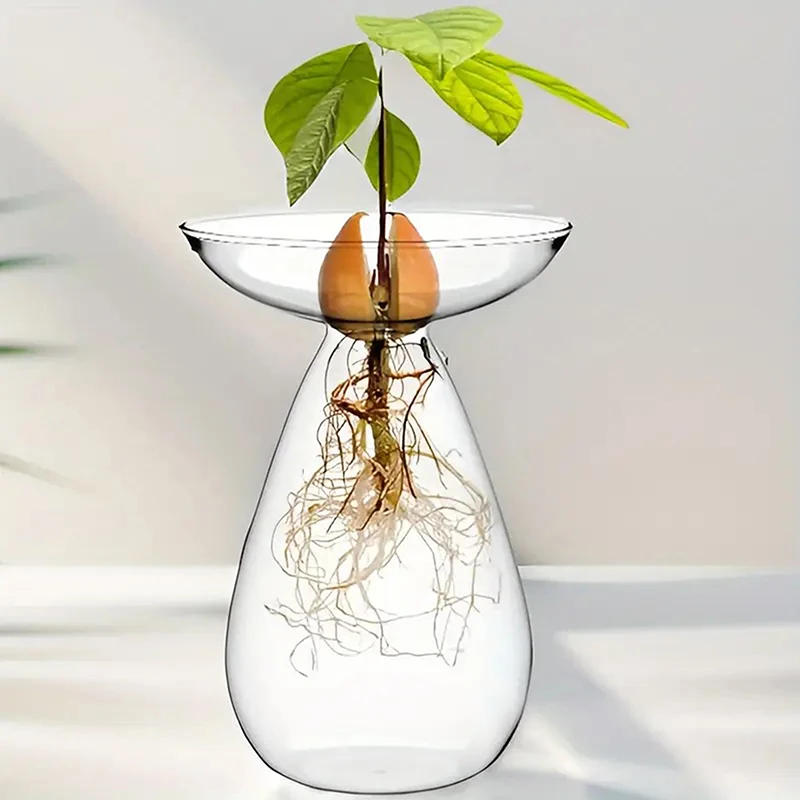 Colorful Transparent Avocado Hydroponic Vase Glass Avocado Seed Starter ...