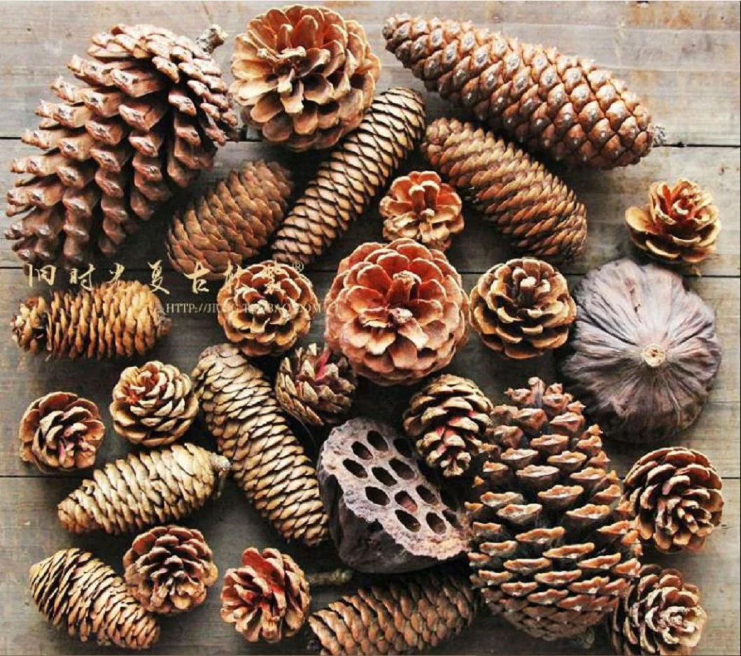 Natural-growth-pine-cones-pine-towers-lotus-pods-dried-flowers-fish ...
