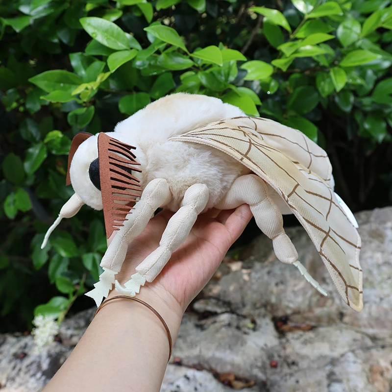 Silkworm Moth