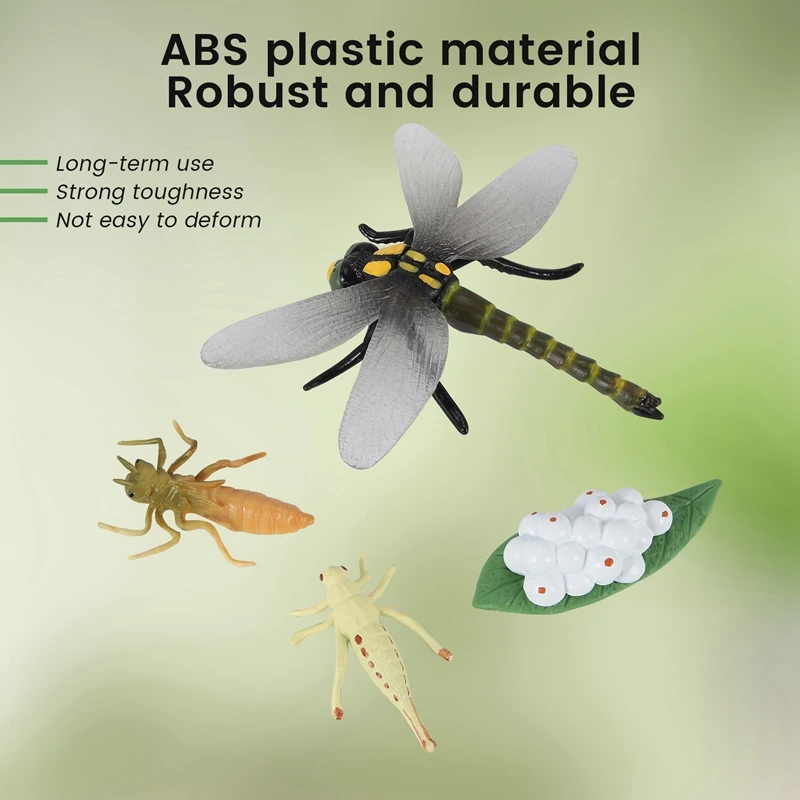 Lebenszyklus Einer Libelle