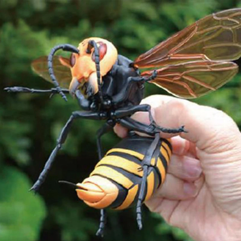 Wandai-genuine-egg-twisting-insect-wasp-and-tiger-head-wasp-joint ...