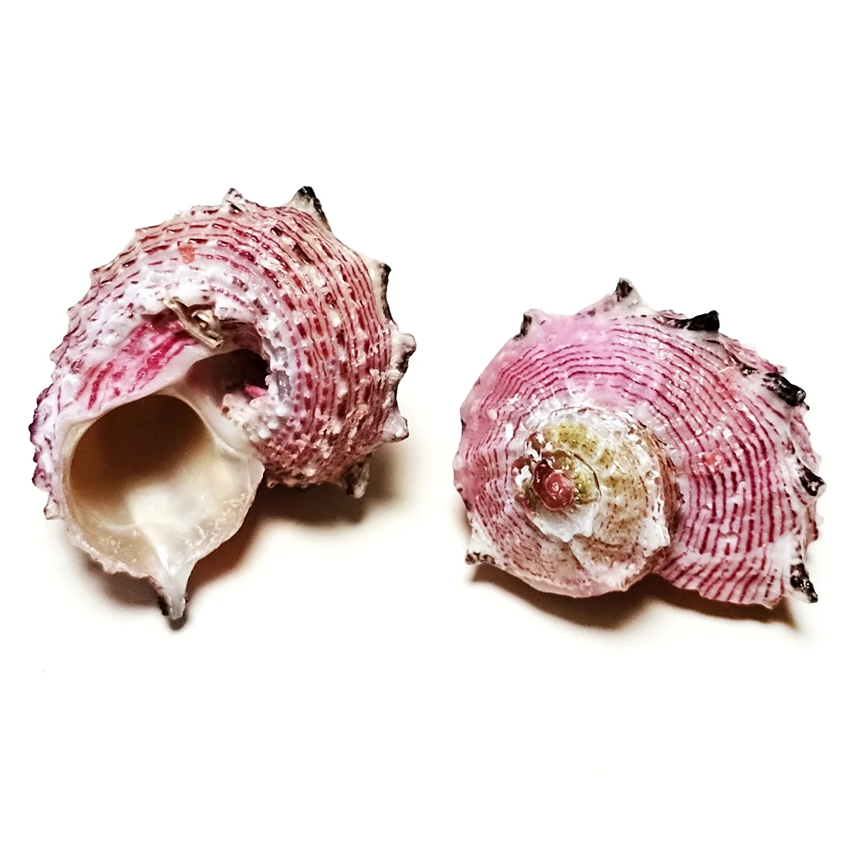 2PCS-Angaria-Neglecta-Shells-Natural-Pink-Round-Seahorse-Snail-Angaria ...