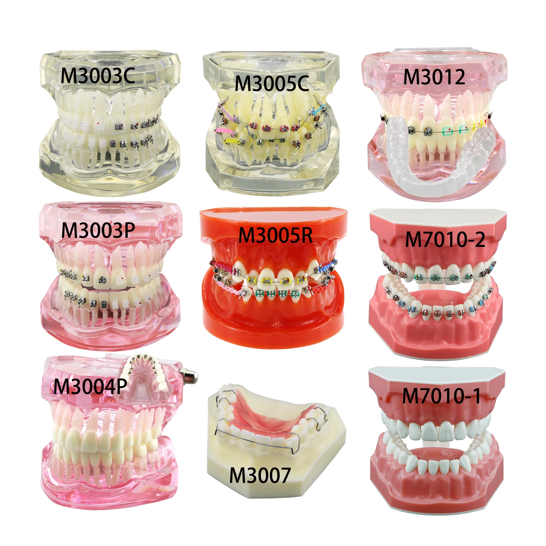 Dental Orthodontic Typodont Teeth Model With Self-ligating Metal ...