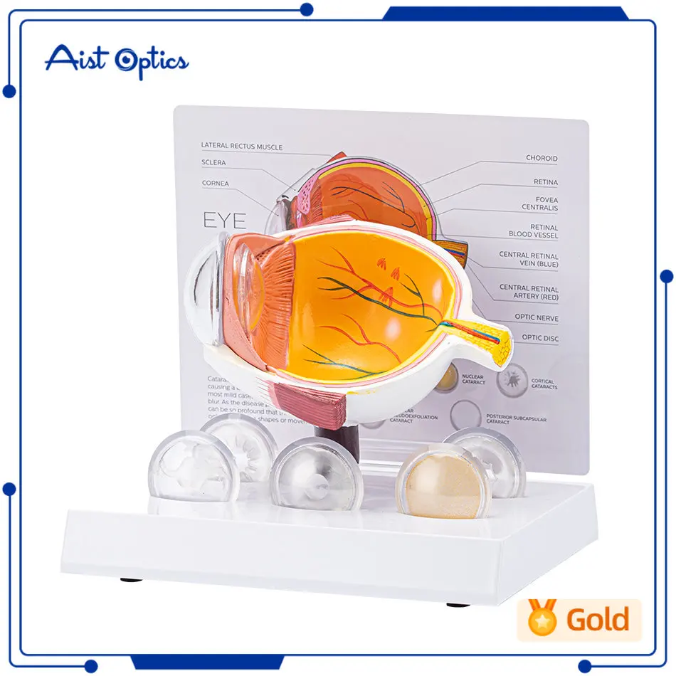 Cornea Eyeball Model Human Eye Model Human Eye Demonstration Teaching ...