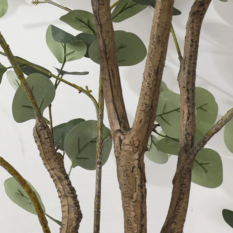 Silver Dollar Eucalyptus Bonsai