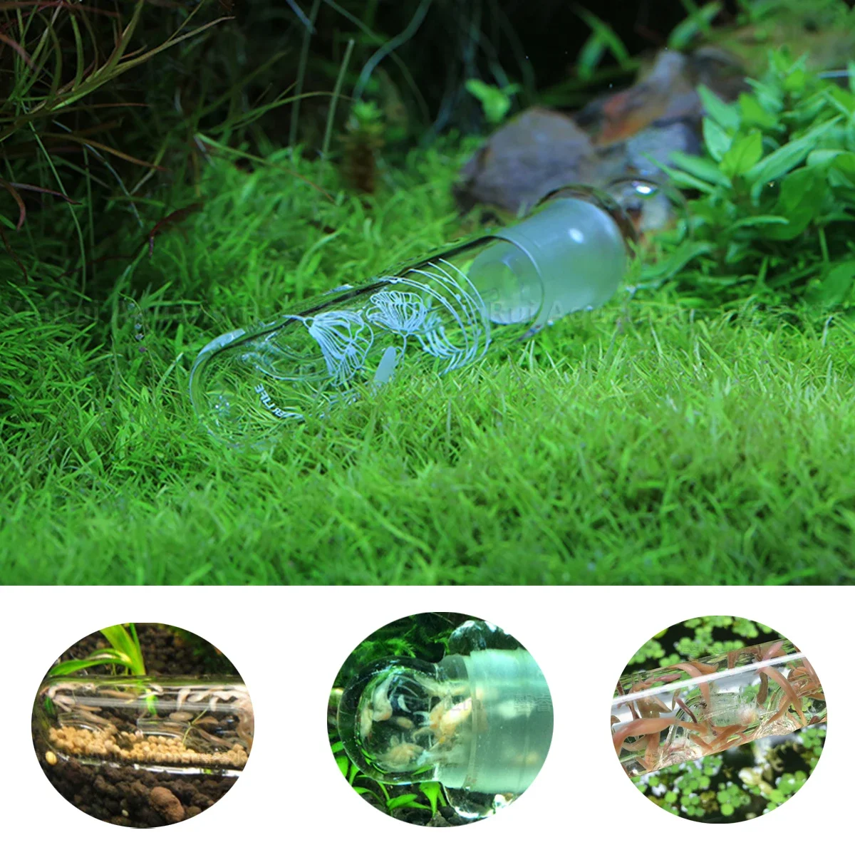 Planaria Aquarium