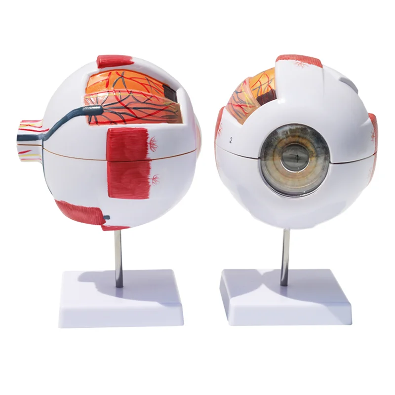 Eyeball Model Anatomical Eyeball Model Medical Learning Aid Teaching ...