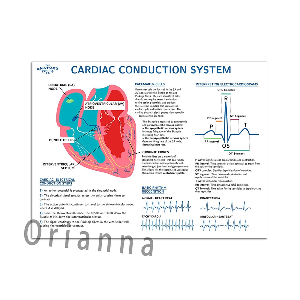 Conduction System Of The Heart Steps