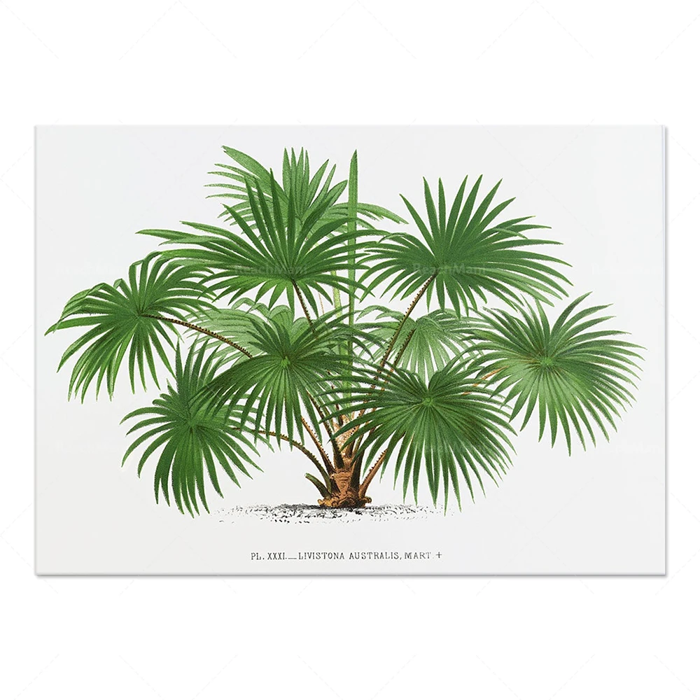 Palm Tree Leaves Print