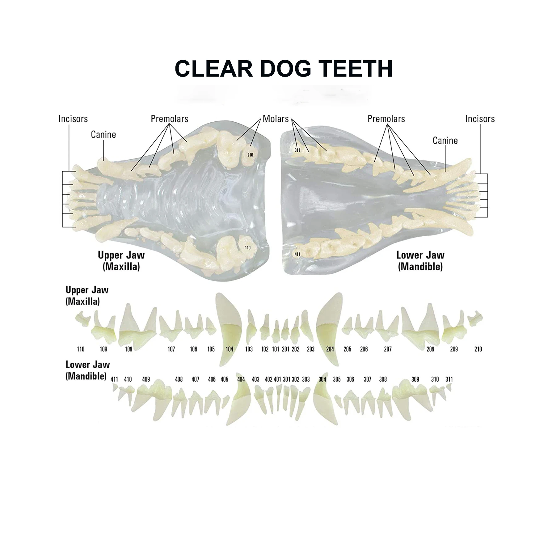 Dog Mandible Anatomy