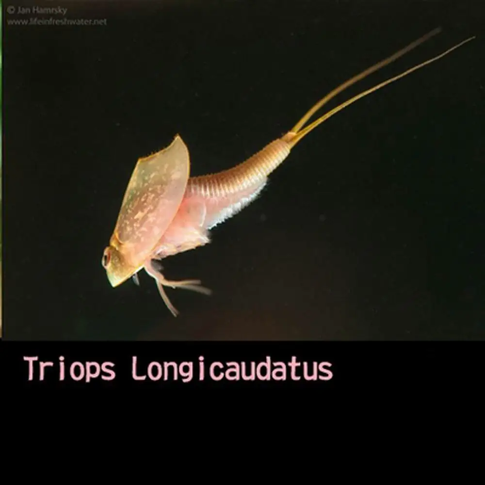Triops Life Cycle