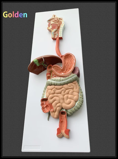 Stomach Model Project