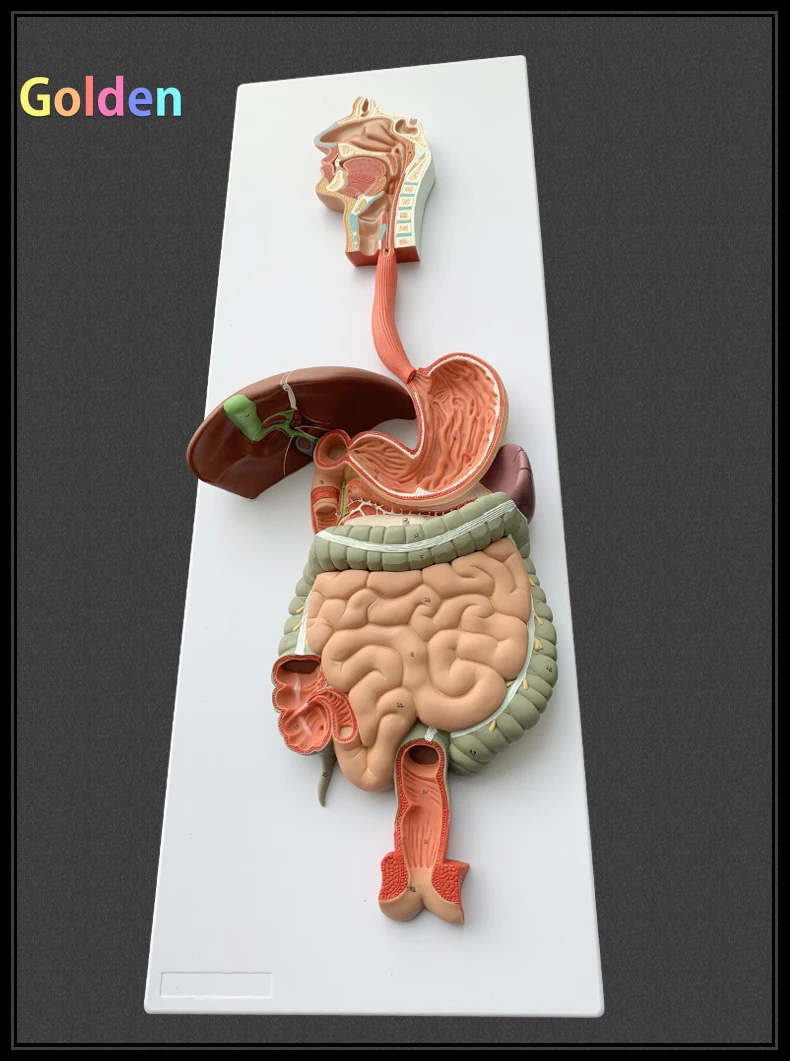 Digestive System Model School Project