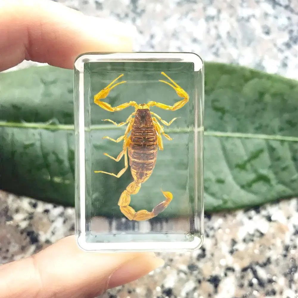 Insect-Stone-Natural-Scorpions-Inclusion-Amber-Specimen-Stone-Party ...
