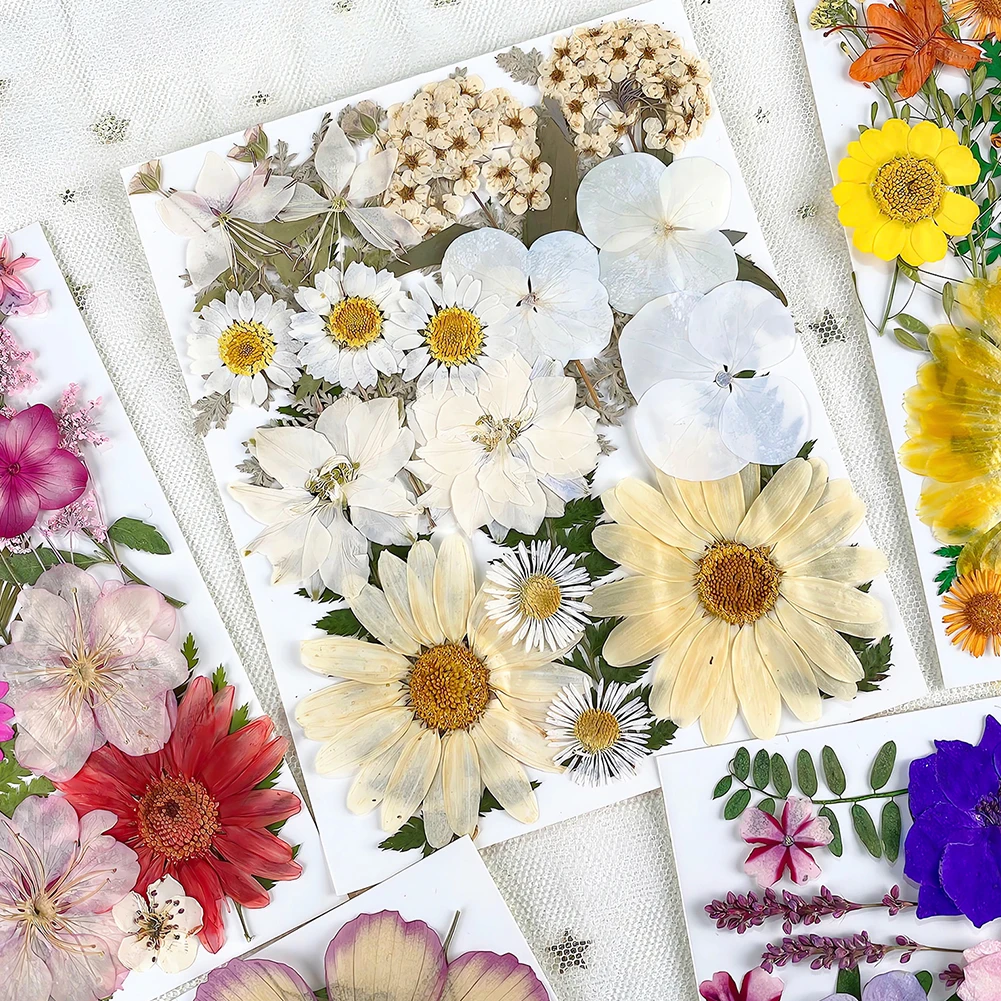 1-Pack-Dried-Flowers-Decoration-Embossing-Flowers-Handmade-Flower ...