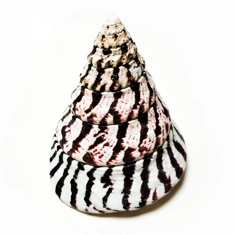 Top-Tower-Shell-Commercial-Trochus-Pacific-Large-Ocean-Seashell-Zebra ...