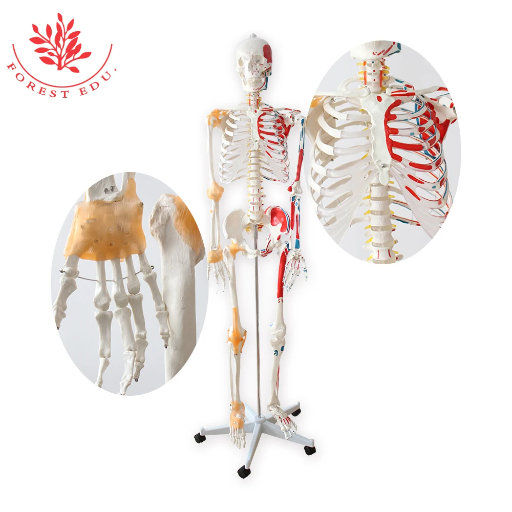 FRT002-176cm-Human-Skeleton-Anatomical-Model-Include-Half-Part-Colored ...