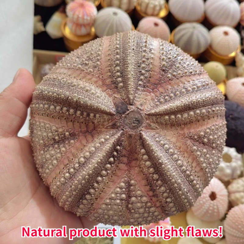 9-12CM-Astropyga-Radiata-Sea-Urchin-Shell-Natural-Color-Nautical-Home ...