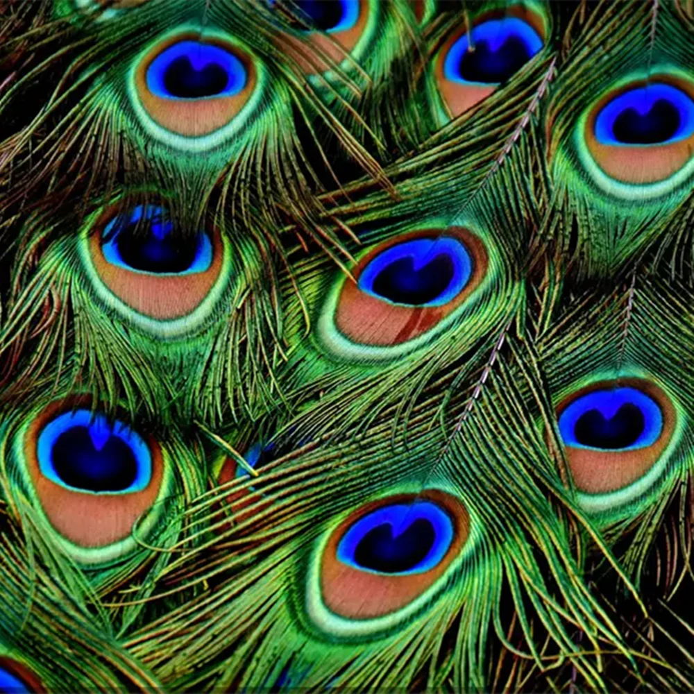 Real Peacock Feather Wallpaper