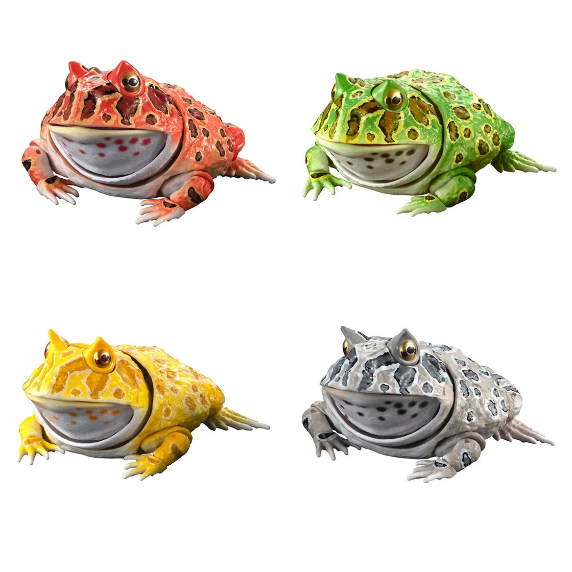 Japanese Pacman Frogs