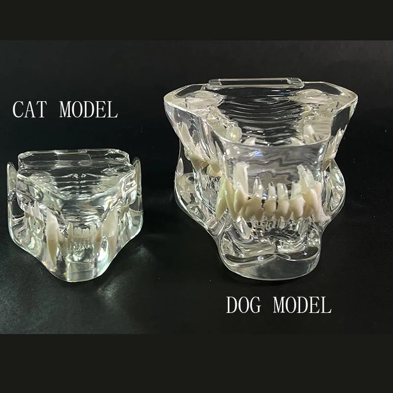 Dental Resin Transparent Dog Cat Teeth Model Pet Dental Teeth Model ...