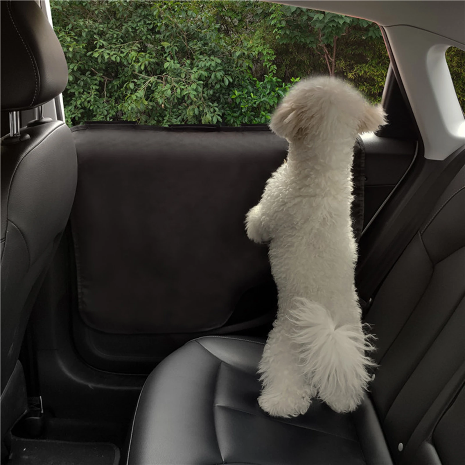 Can A Dog Scratch A Car