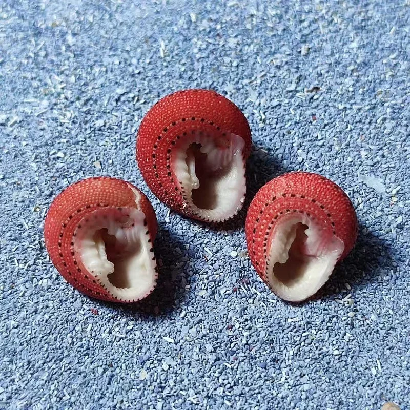 2PCS-Red-Strawberry-Snail-Shell-Fish-Tank-Ornament-Decoration-Small ...