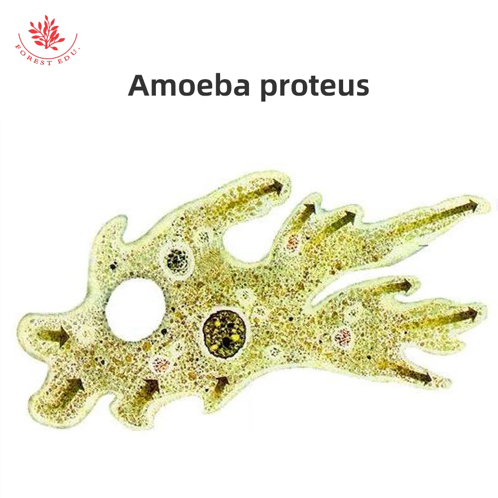 Amoeba Proteus Slide Labeled