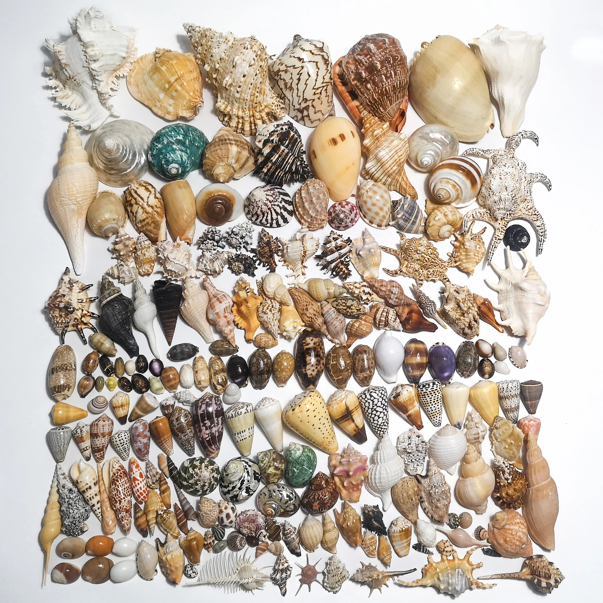 Natural-conch-shell-starfish-aquarium-aquascape-hermit-crab-shells ...