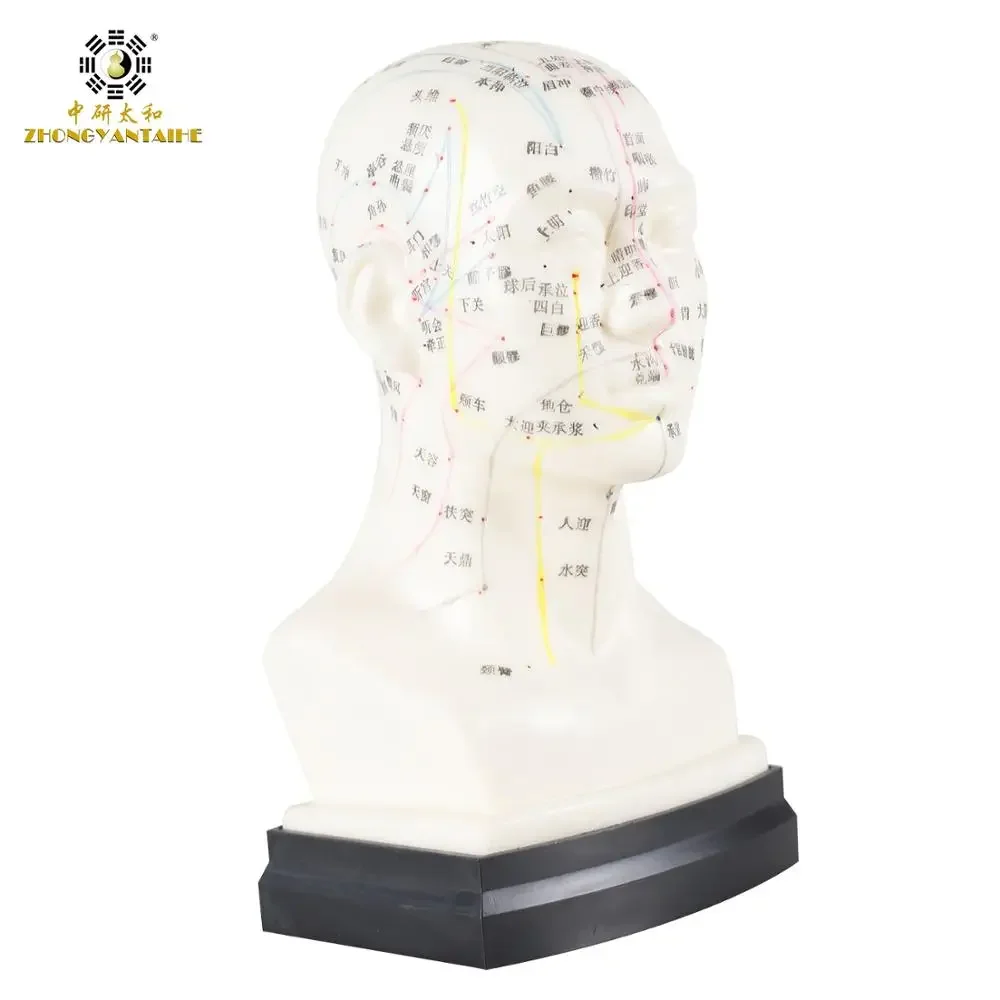 Chinese-Acupuncture-Model-Head-Acupuncture-Point-He-Human-Acupuncture ...
