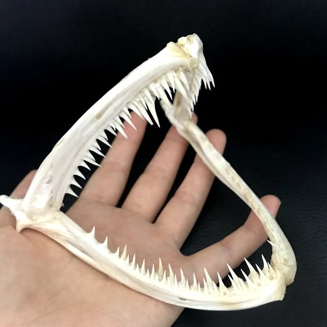 Barracuda Skull