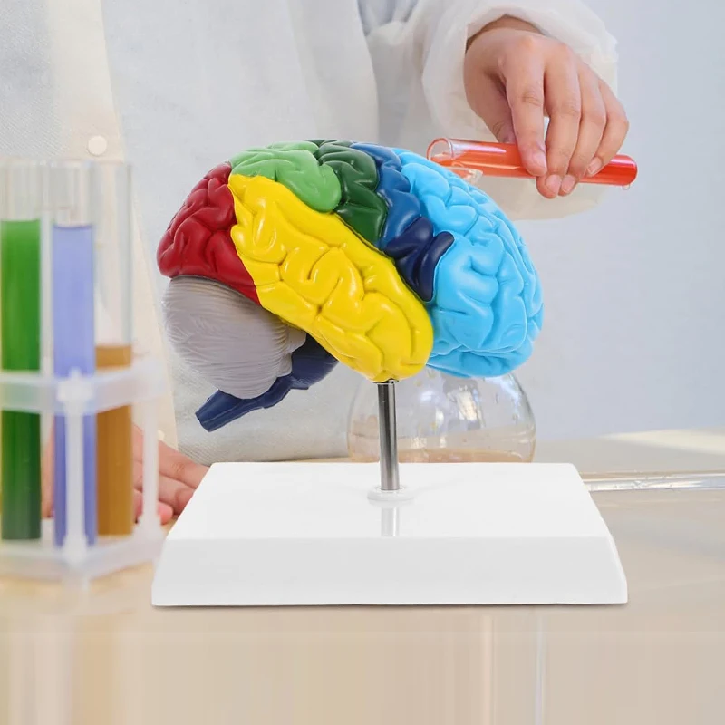 Colorful Half Brain Anatomy Model Anatomical Human Brain Model Medical ...