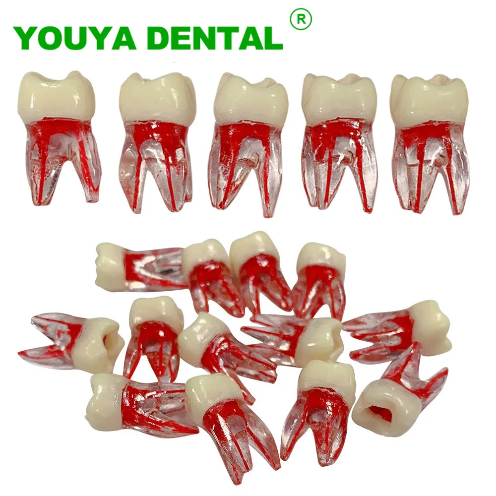 5pcs-Dental-Model-Endodontic-Root-Canal-Training-Block-Teeth-Pulp ...