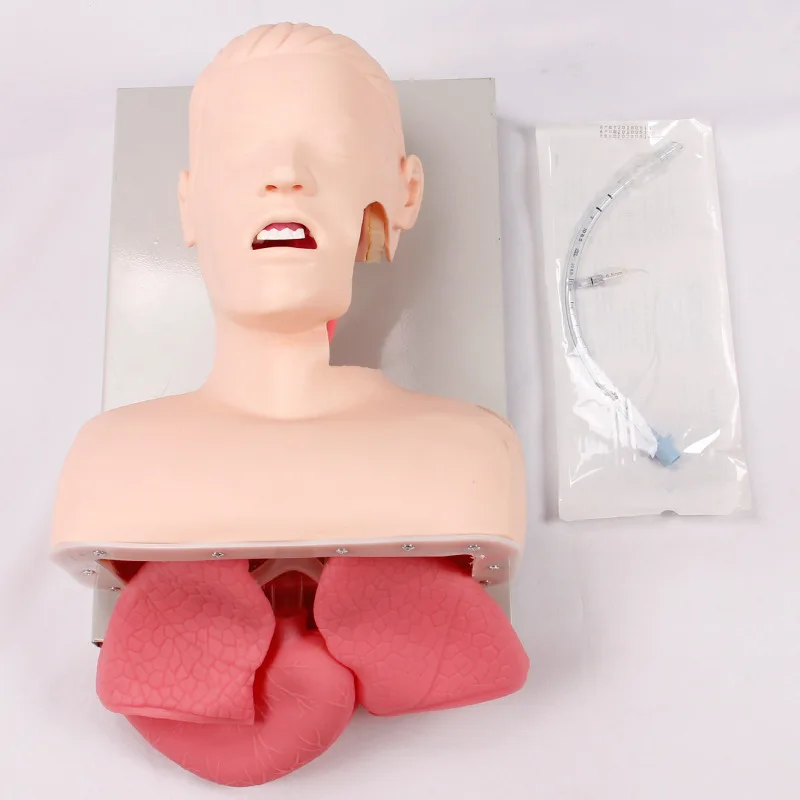 Advanced Human Tracheal Intubation Training Model，Human Intubation ...