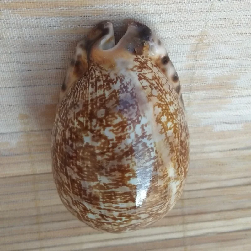 Mauritia-Arabica-Arabica-Natural-Conch-Shell-Gift-Crafts-Ocean-Decor ...