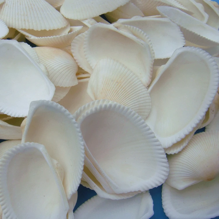 Natural-Shell-Conch-White-Coconut-Shell-Fish-Tank-Aquarium-Decoration ...