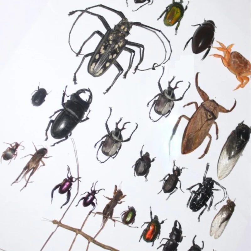 Real-insect-protozoan-Alcohol-wetworm-specimen-living-room-decoration ...